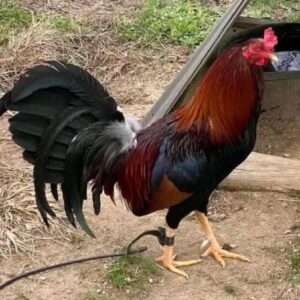 BLOODLINE – Game Fowl Supply Ltd