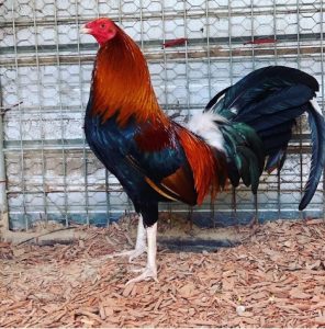Roundhead Gamefowl For Sale – Game Fowl Supply Ltd