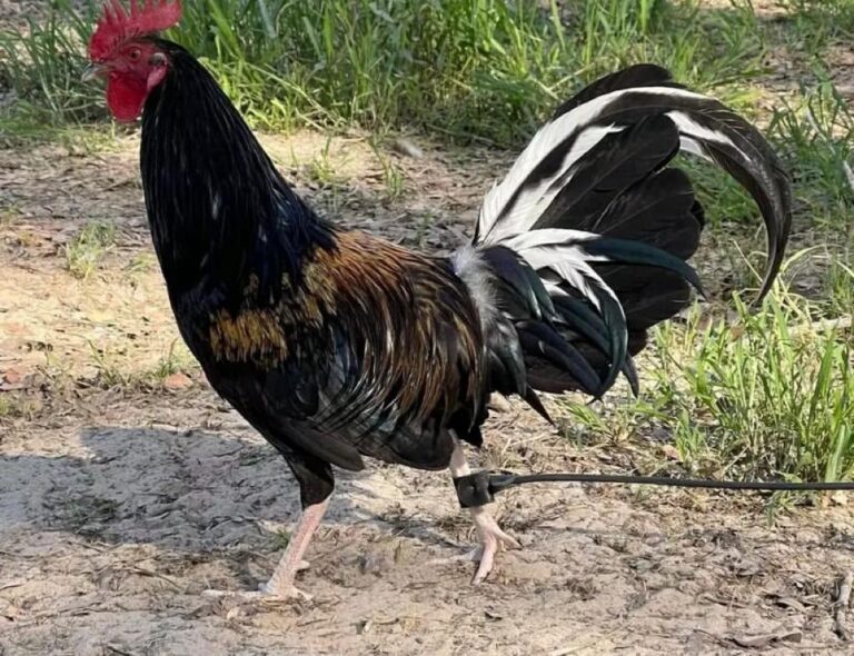 Brassback butcher – Game Fowl Supply Ltd