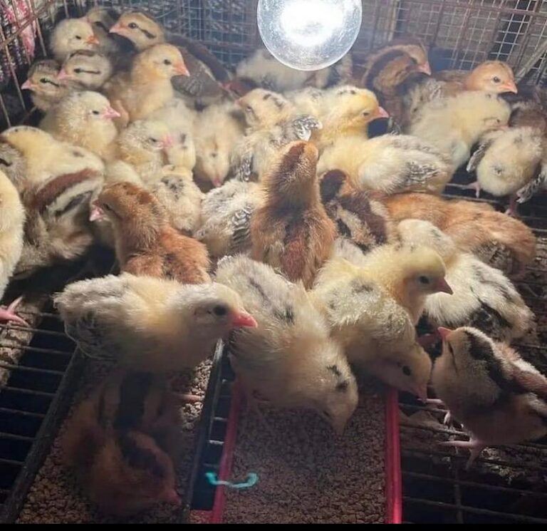 Chicks – Game Fowl Supply Ltd