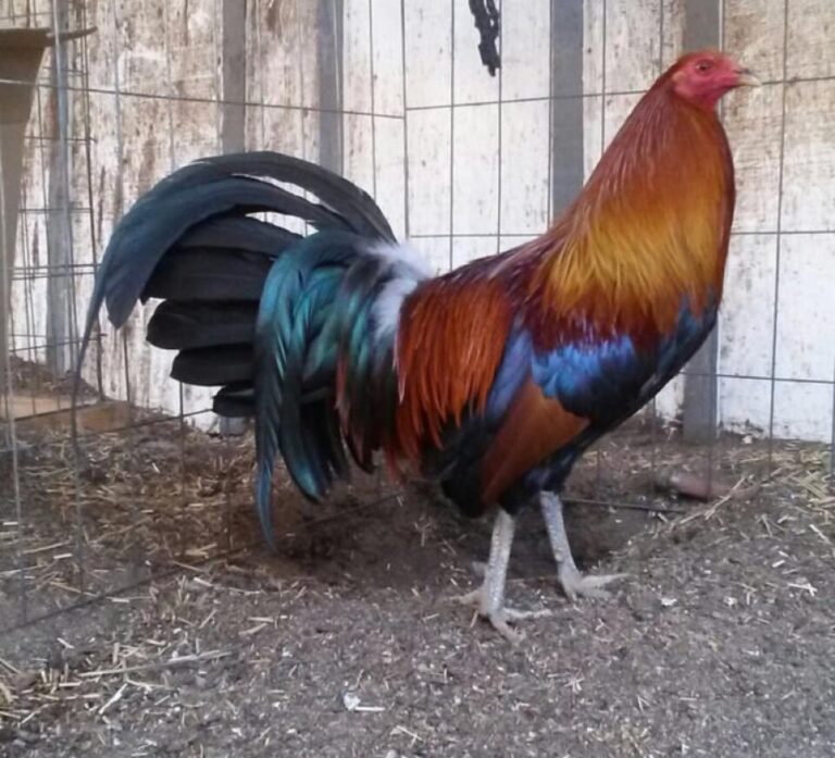 Doc Robinson hatch – Game Fowl Supply Ltd