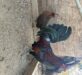 Leiper Gamefowl – Game Fowl Supply Ltd