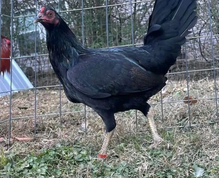 Mcrea Hen – Game Fowl Supply Ltd