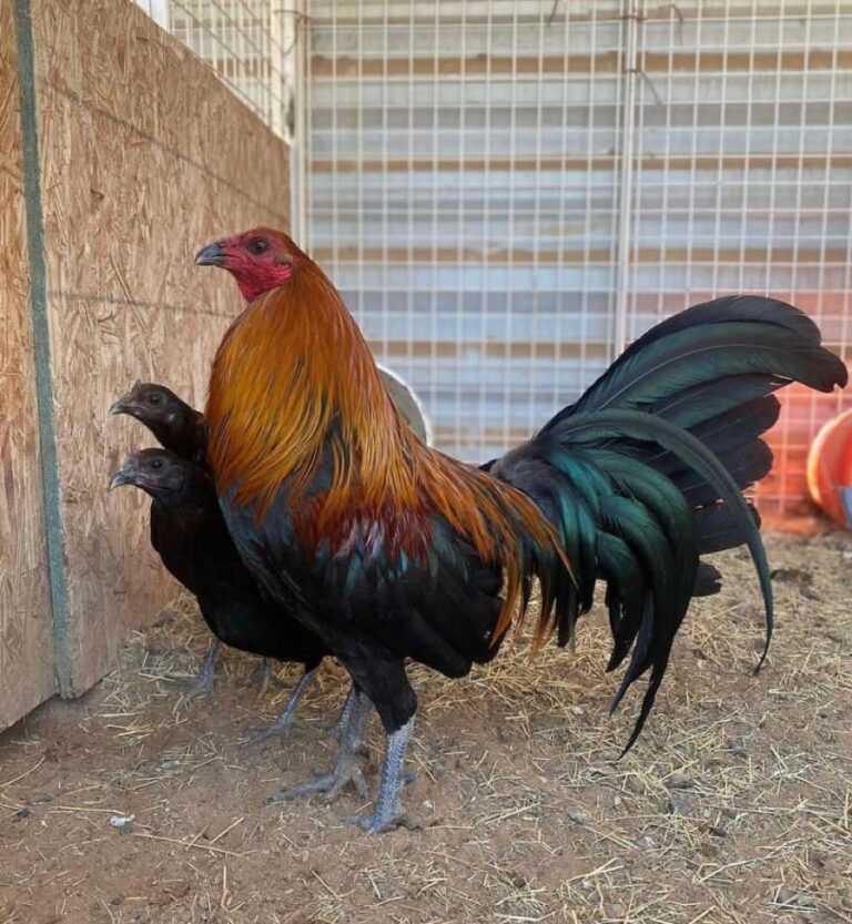 Mcrea trio – Game Fowl Supply Ltd