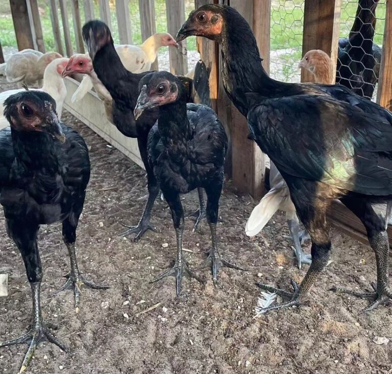 Peruvian – Game Fowl Supply Ltd